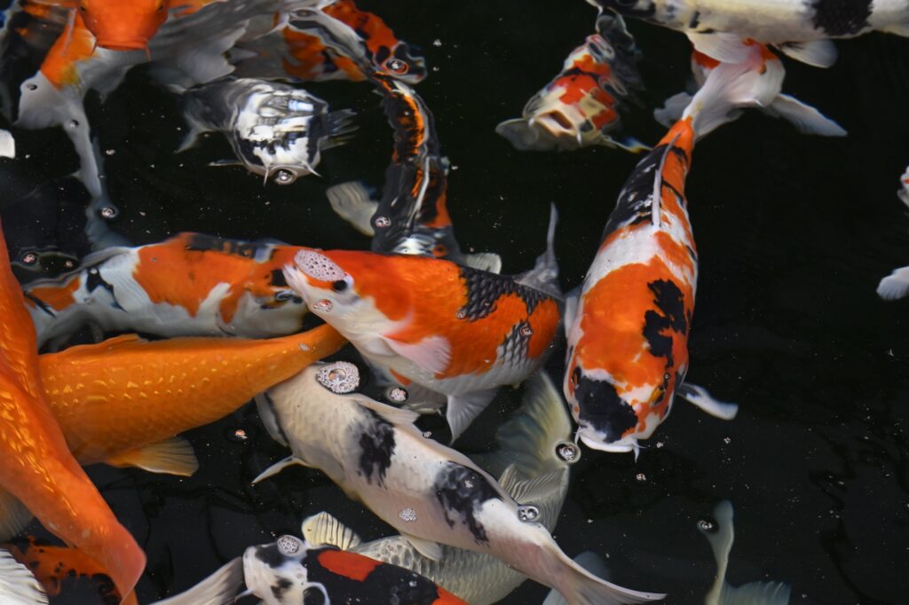 Koi Market