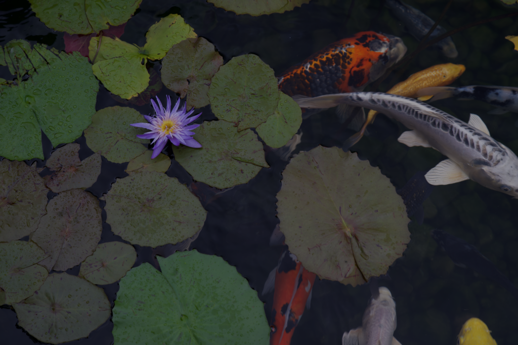 Koi Market
